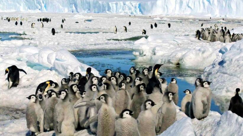 IUCN reclassified Emperor penguins to endangered status in 2026 ...