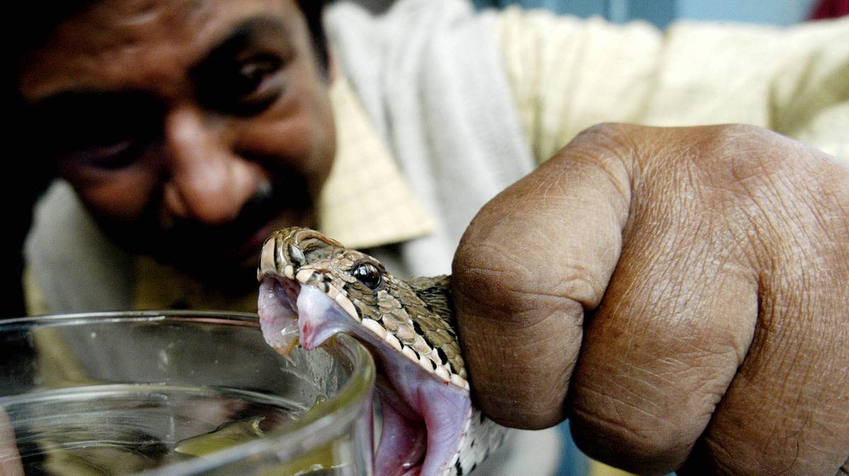 No Antivenom for 8 Viper species in Kerala; none for King Cobra too ...