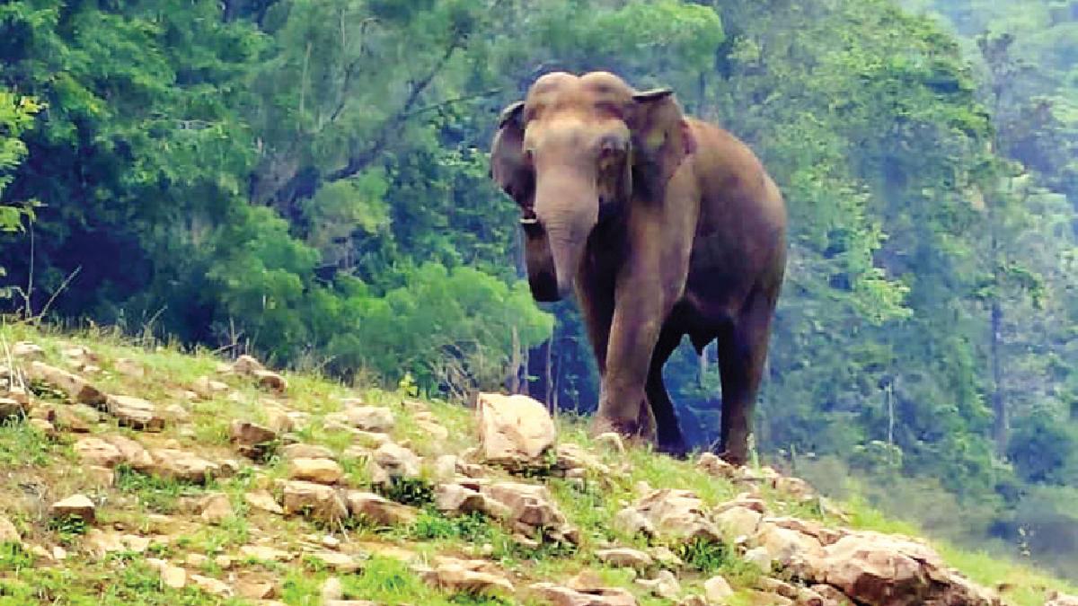 Wild Elephant Enters Cricket Ground in Upputhara, Idukki - Viral Video ...