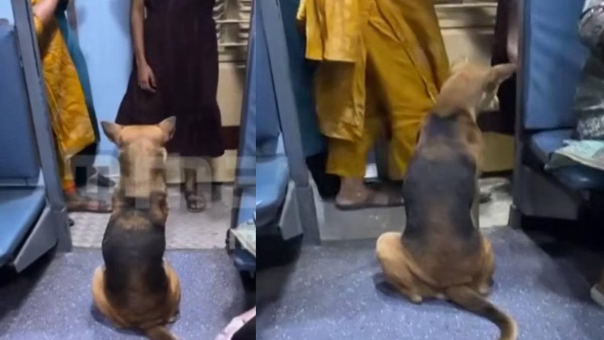 ട്രെയിനിനുള്ളിലും തെരുവുനായ ശല്യം: യാത്രക്കാരുടെ സുരക്ഷ ആശങ്കയി ...