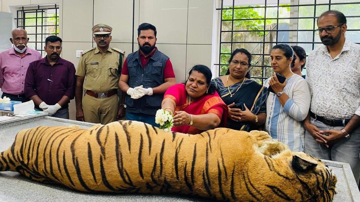 Female tiger at Kerala zoo succumbs to acute broncho-pneumonia ...