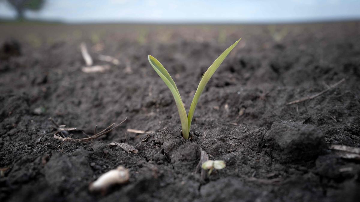 How to Collect Soil Samples for Lab Testing: A Complete Guide|മണ്ണ് ...