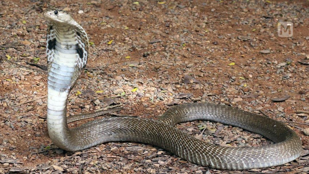 Snake Infestation Forces Pathanapuram Family to Abandon Home ...