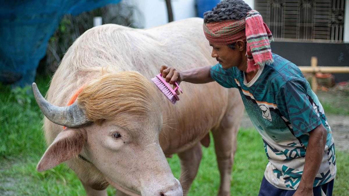 Viral 'Donald Trump' Buffalo Sold for Qurbani 2026: Details Inside ...