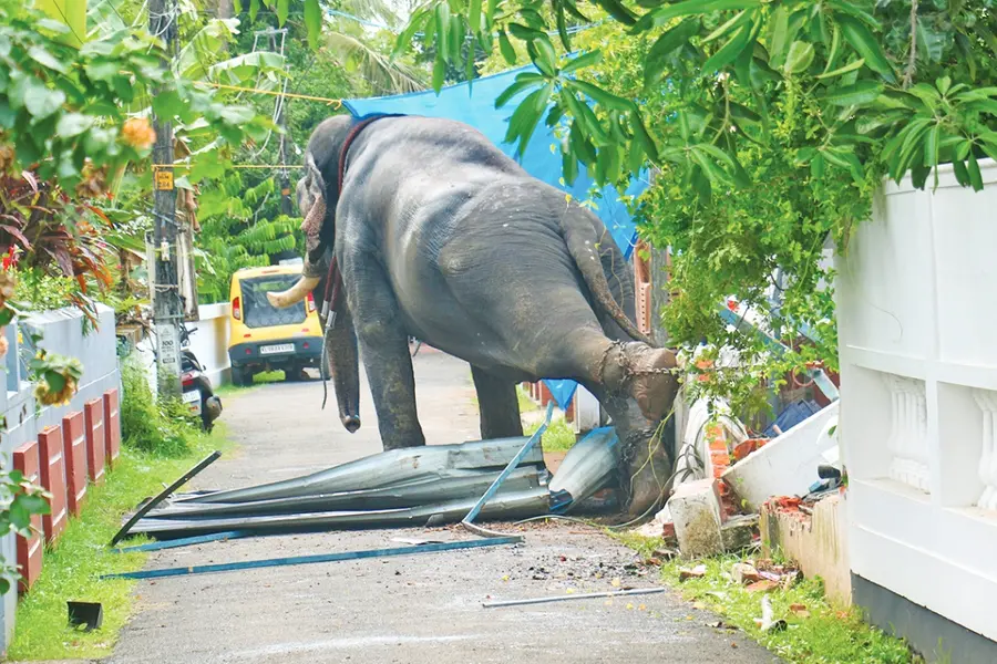 Thrissur City Terrorized by Rampaging Elephant: Eyewitness Accounts ...