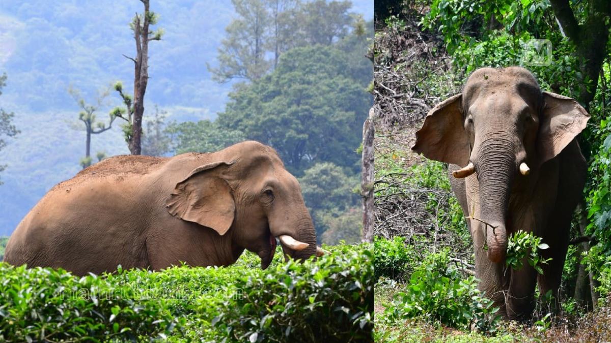Nelliampathy's Famous Elephant 'Chillikomban' Dies in Aliyar Canal ...