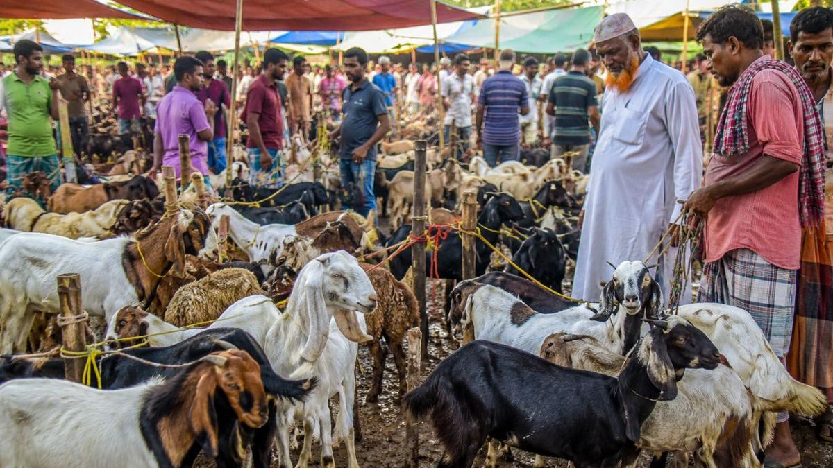 Bakrid 2026: Goats worth ₹5 lakh, bulls priced up to ₹12 lakh stun ...