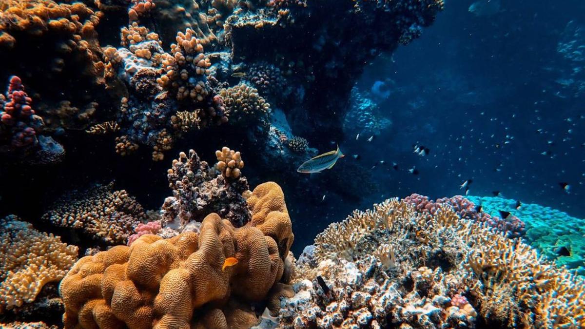 Saving Coral Reefs Is Essential for Our Future | Mathrubhumi