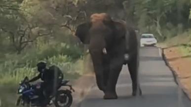 വിരിക്കൊമ്പന്റെ മുന്നിൽനിന്ന് തലനാരിഴയ്ക്ക് രക്ഷപ്പെട്ട് ബൈക്ക് യാത്രിക ...