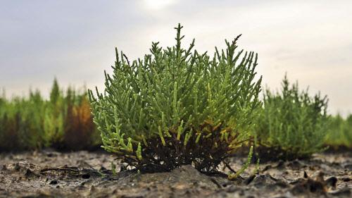The future of farming lies in the wild: Dr Prabhakaran Nair ...