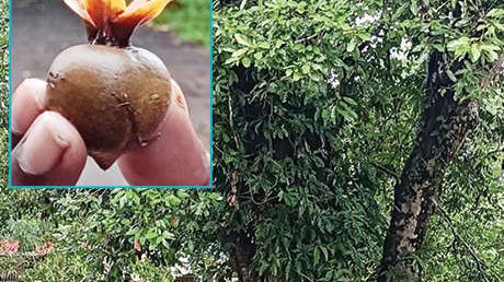 Kerala’s last White Pine? Rare tree preserved at Vettikkattumukku in ...