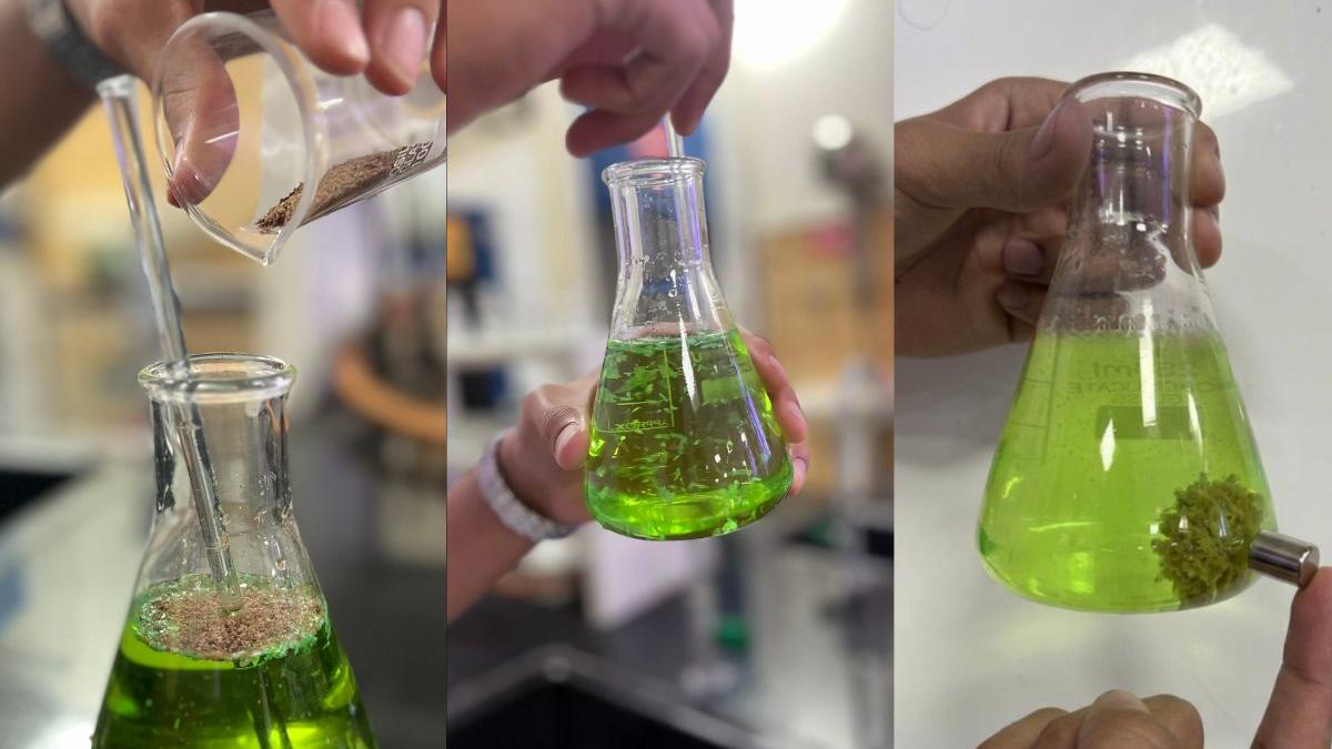 Can tamarind seeds clean drinking water? Indian students win global ...