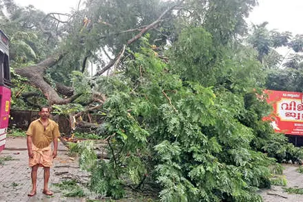 വൈക്കം ബസ്‍സ്റ്റാൻഡിൽനിന്ന വാകമരം കടപുഴകിവീണു | Mathrubhumi