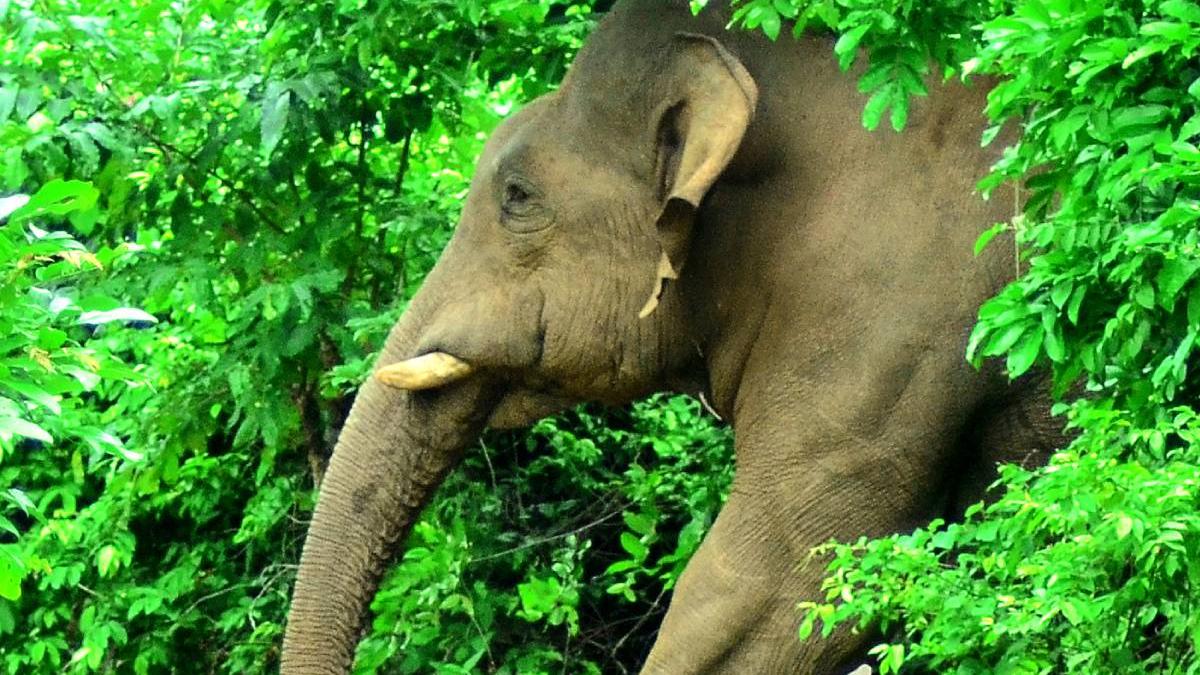 സൂര്യനെല്ലിയിൽ കാട്ടാന ആക്രമണത്തിൽ സ്ത്രീക്ക് ദാരുണാന്ത്യം; മകന് ...