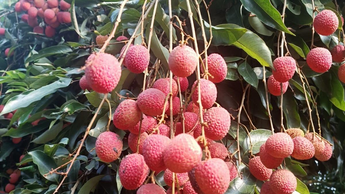 What's so special about Tezpur litchi which just global market ...