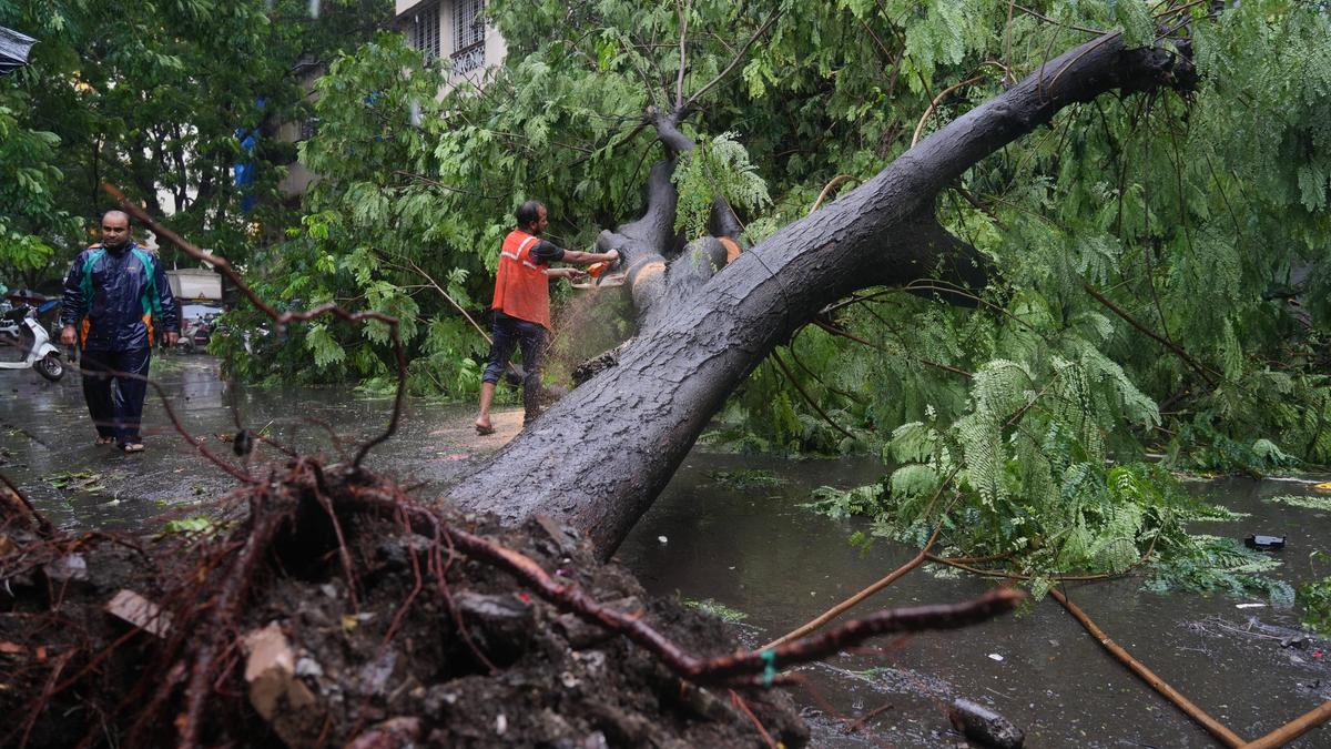 Monsoon tragedy strikes Mumbai again; Man dies after tree collapses ...