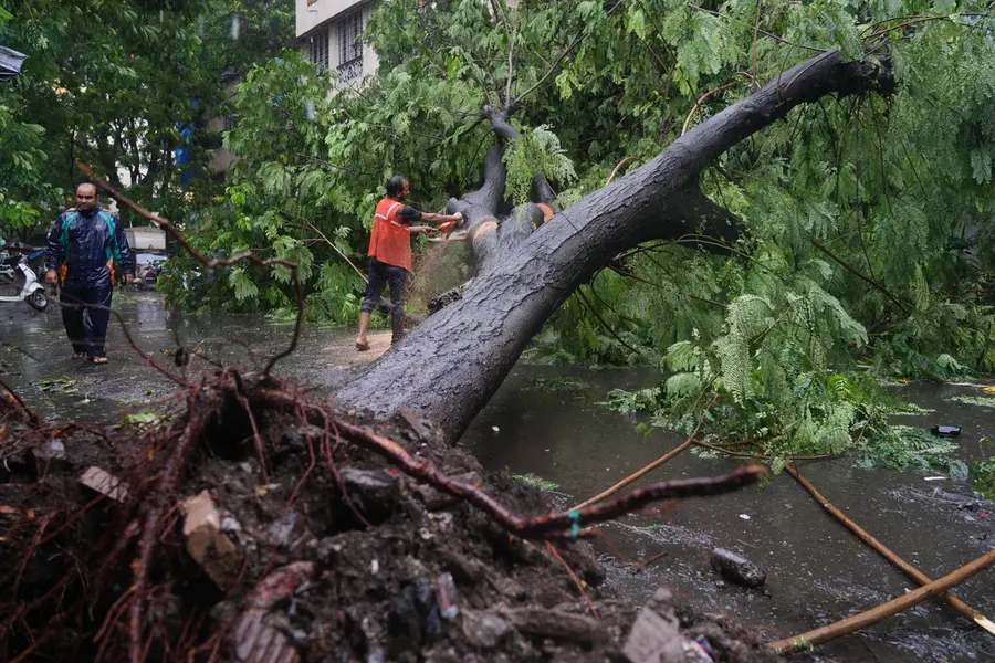 Monsoon tragedy strikes Mumbai again; Man dies after tree collapses ...